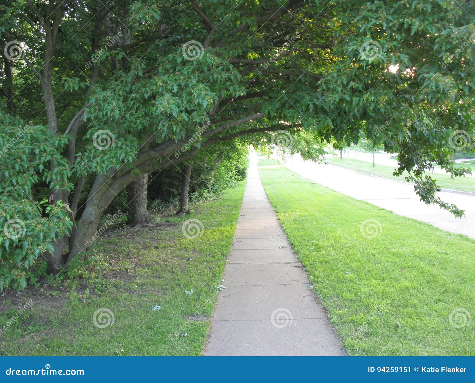 Tree Overhanging a Sidewalk Stock Image - Image of street, tree: 94259151