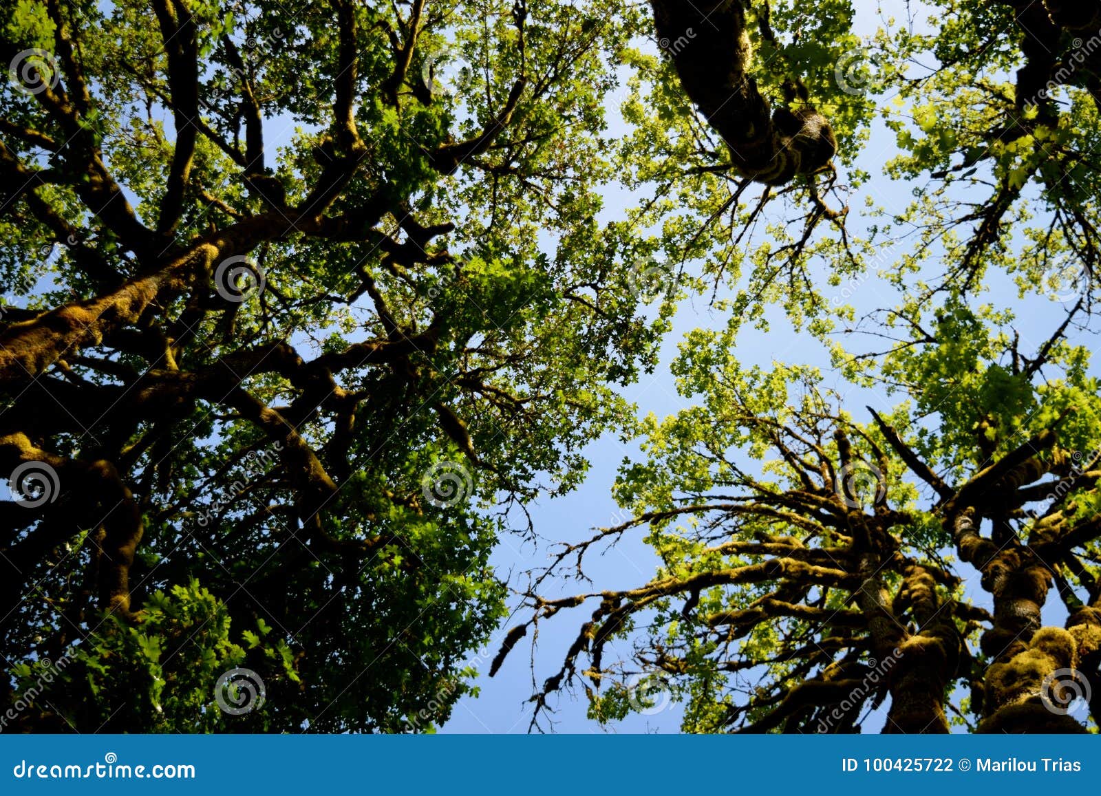 Tree Overhead 11 stock photo. Image of blue, altitudinous - 100425722