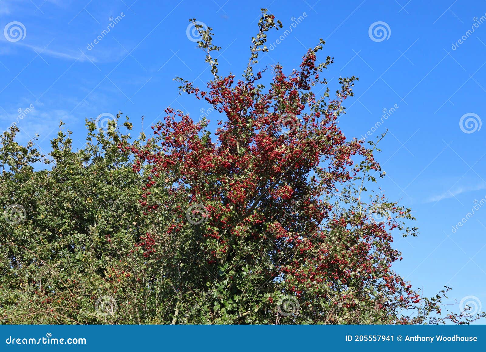 A Tree Overloaded with Red Berries in the Autumn Stock Image - Image of ...