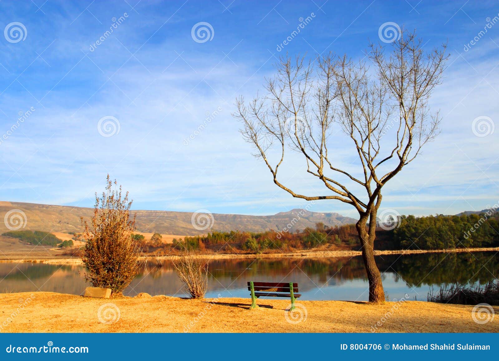Tree overlooking dam stock photo. Image of lake, tree - 8004706
