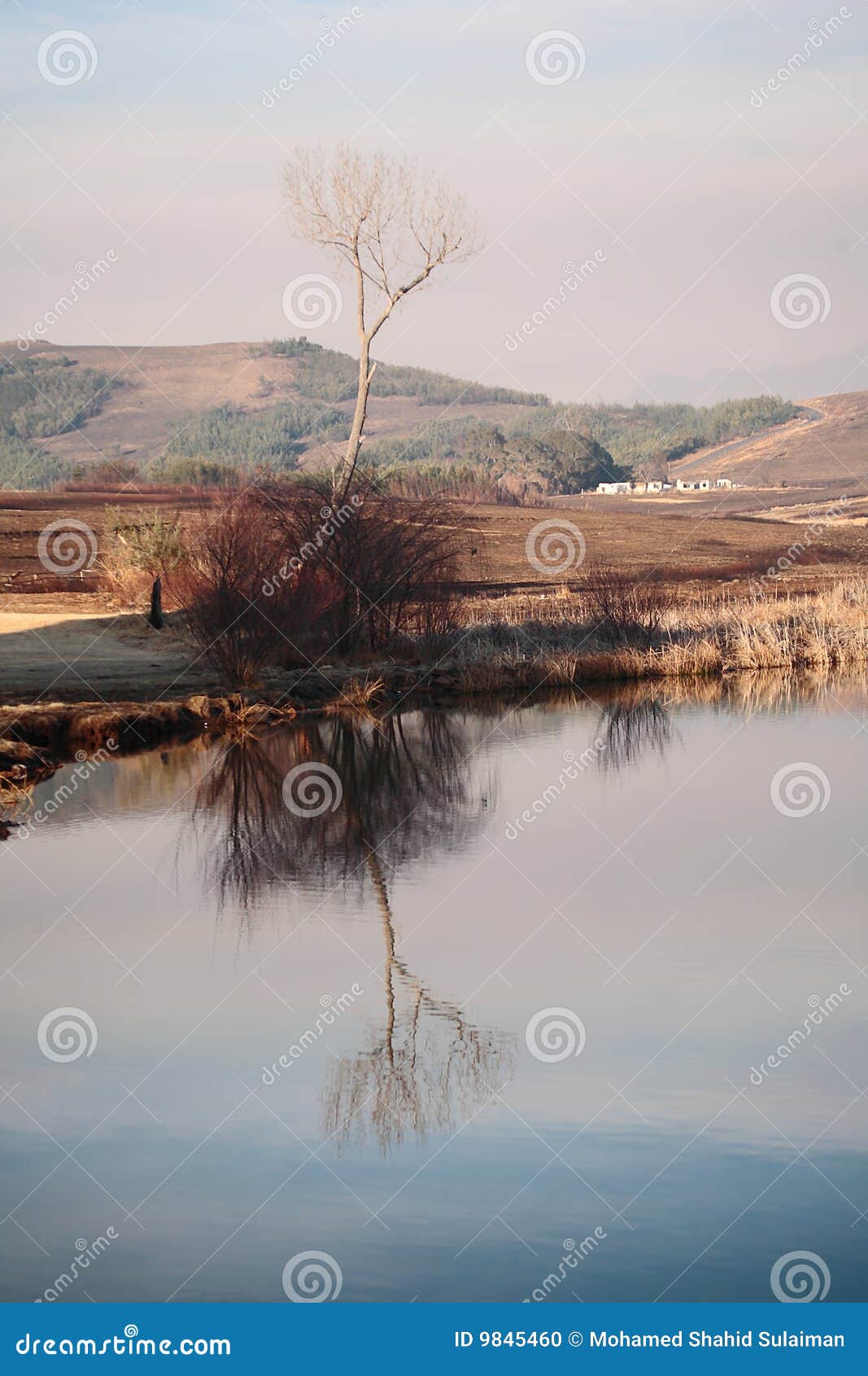 Tree overlooking lake stock photo. Image of wood, wooden - 9845460