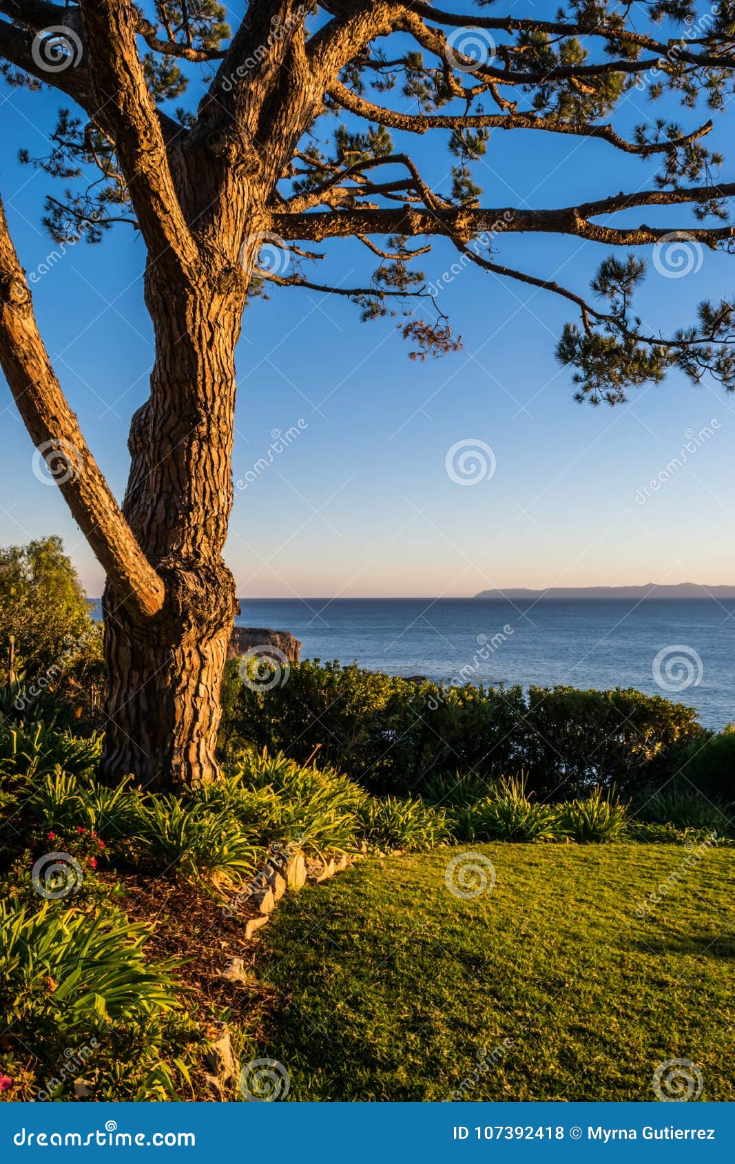 Tree Overlooking Pacific Ocean at Dusk Stock Photo - Image of beach ...