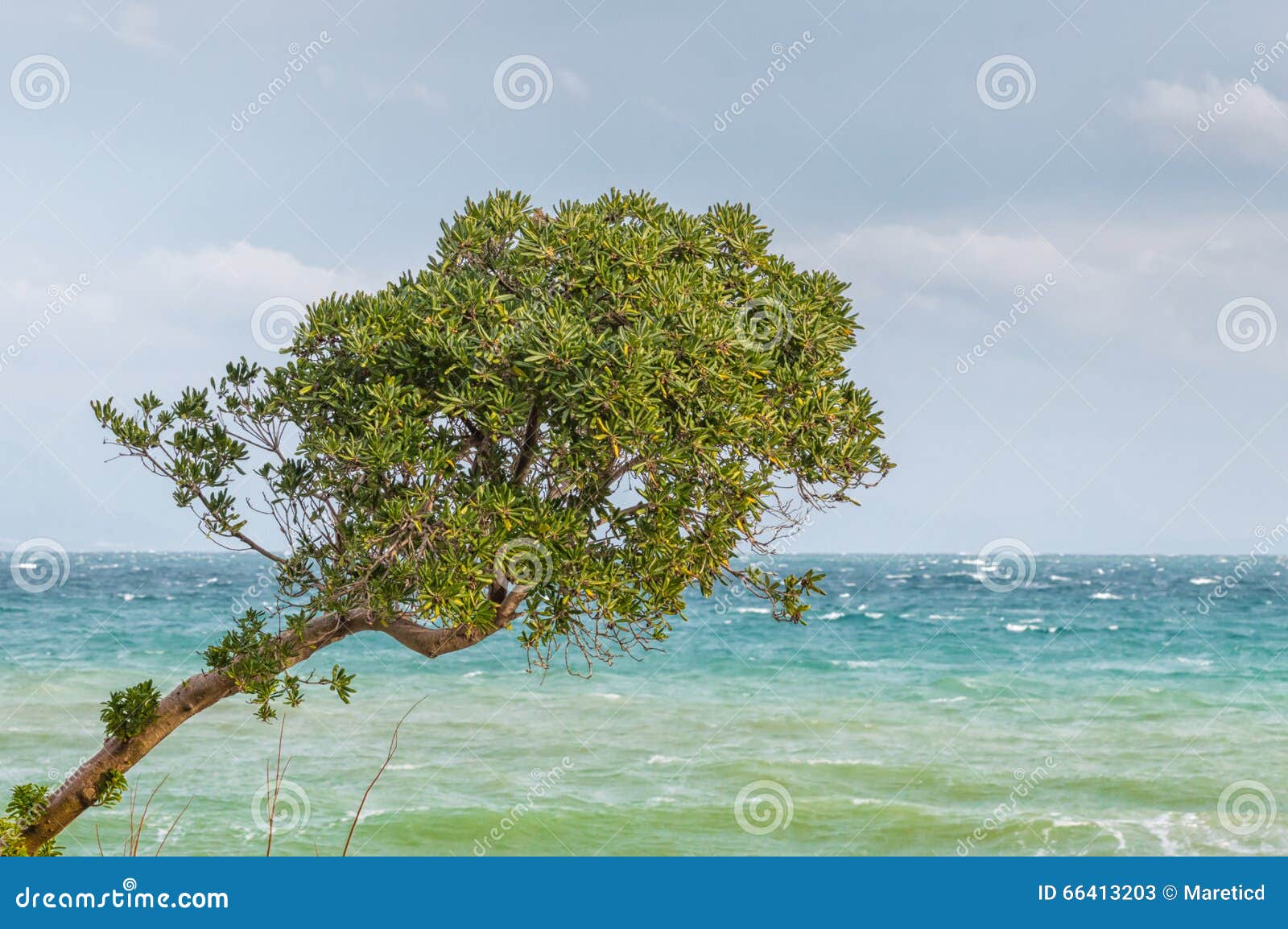 Tree overlooking the sea stock image. Image of green - 66413203