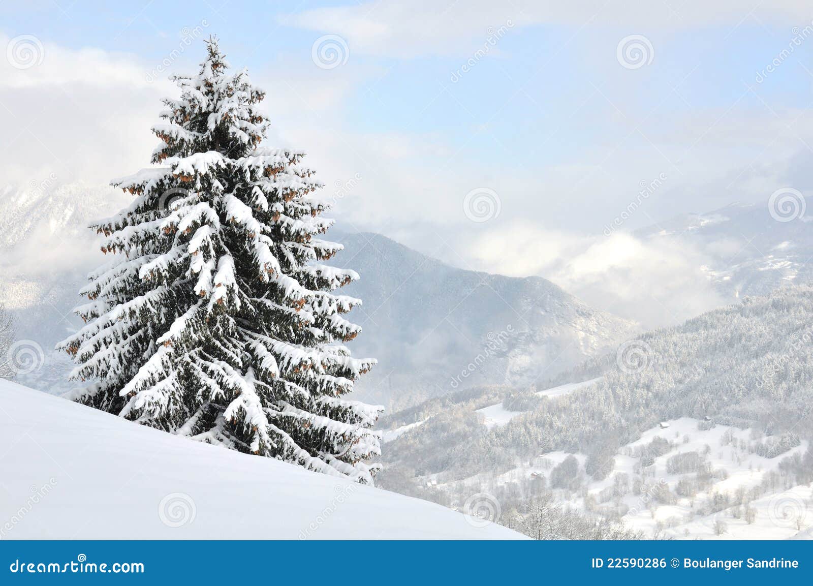 A Tree Overlooking the Snowy Mountain Stock Photo - Image of vigorous ...