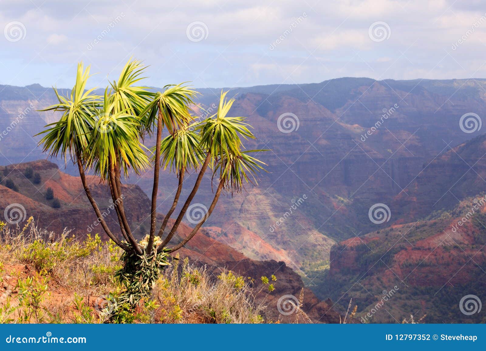 Tree Overlooks Waimea Canyon Stock Photo - Image of nature, deep: 12797352