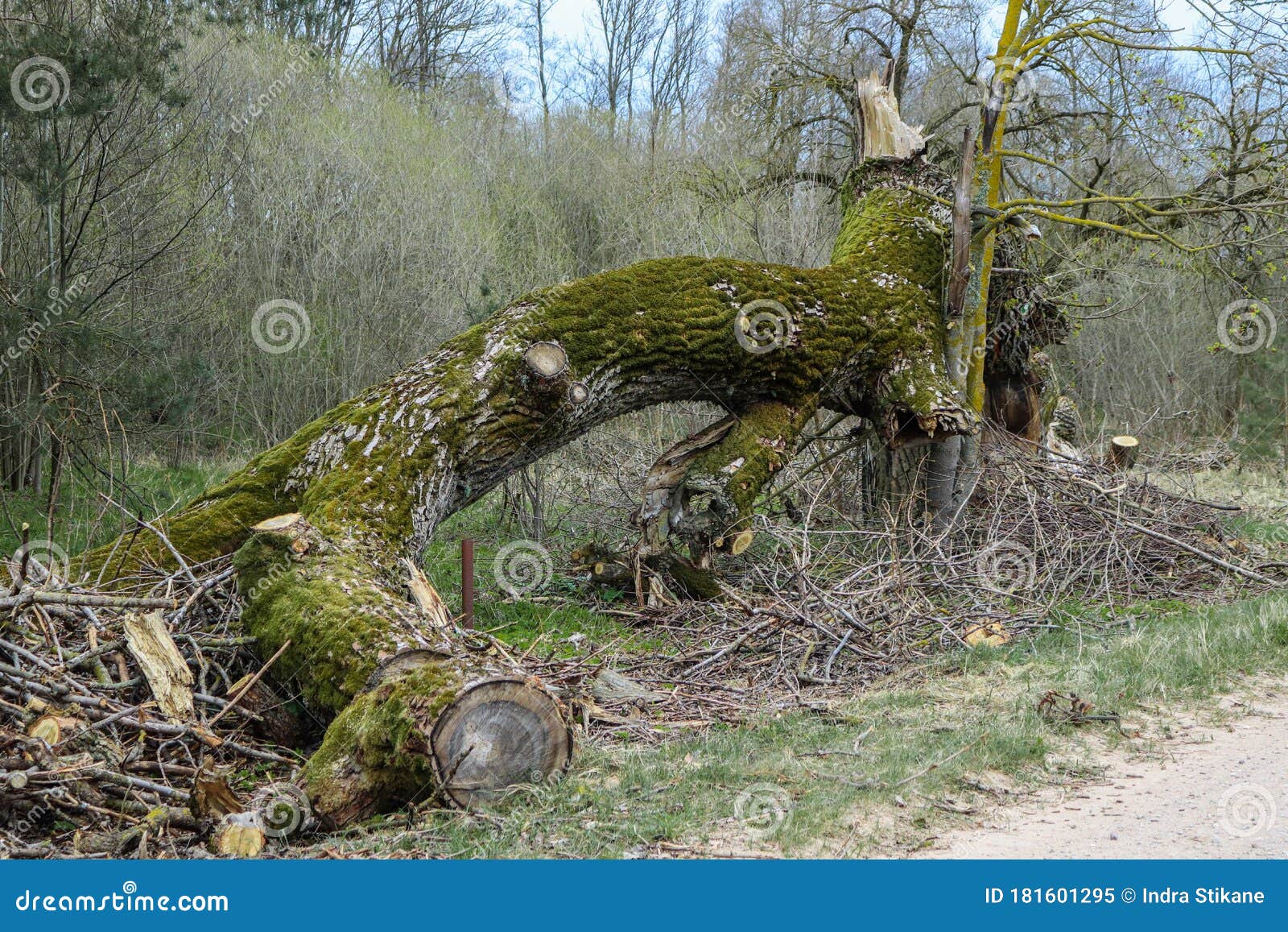 Tree Overturned, Cut To Pieces and Covered with Moss Stock Image ...