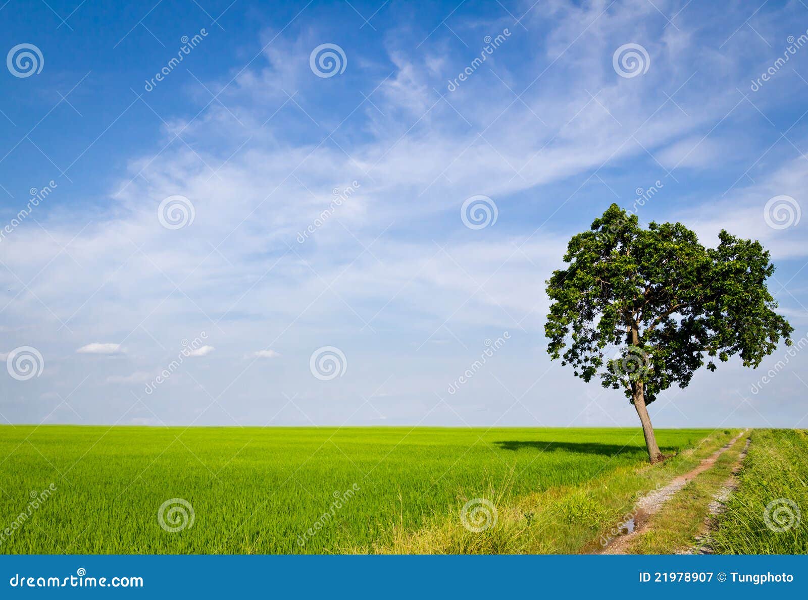 Tree in paddy field stock image. Image of nature, food - 21978907