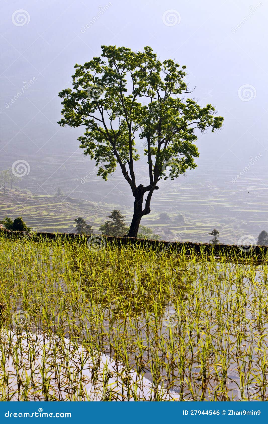 A tree in paddy field stock photo. Image of fujian, hill - 27944546