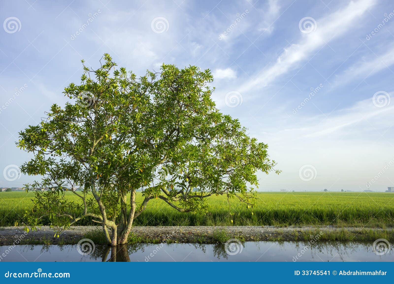 Tree at paddy field stock image. Image of outside, green - 33745541