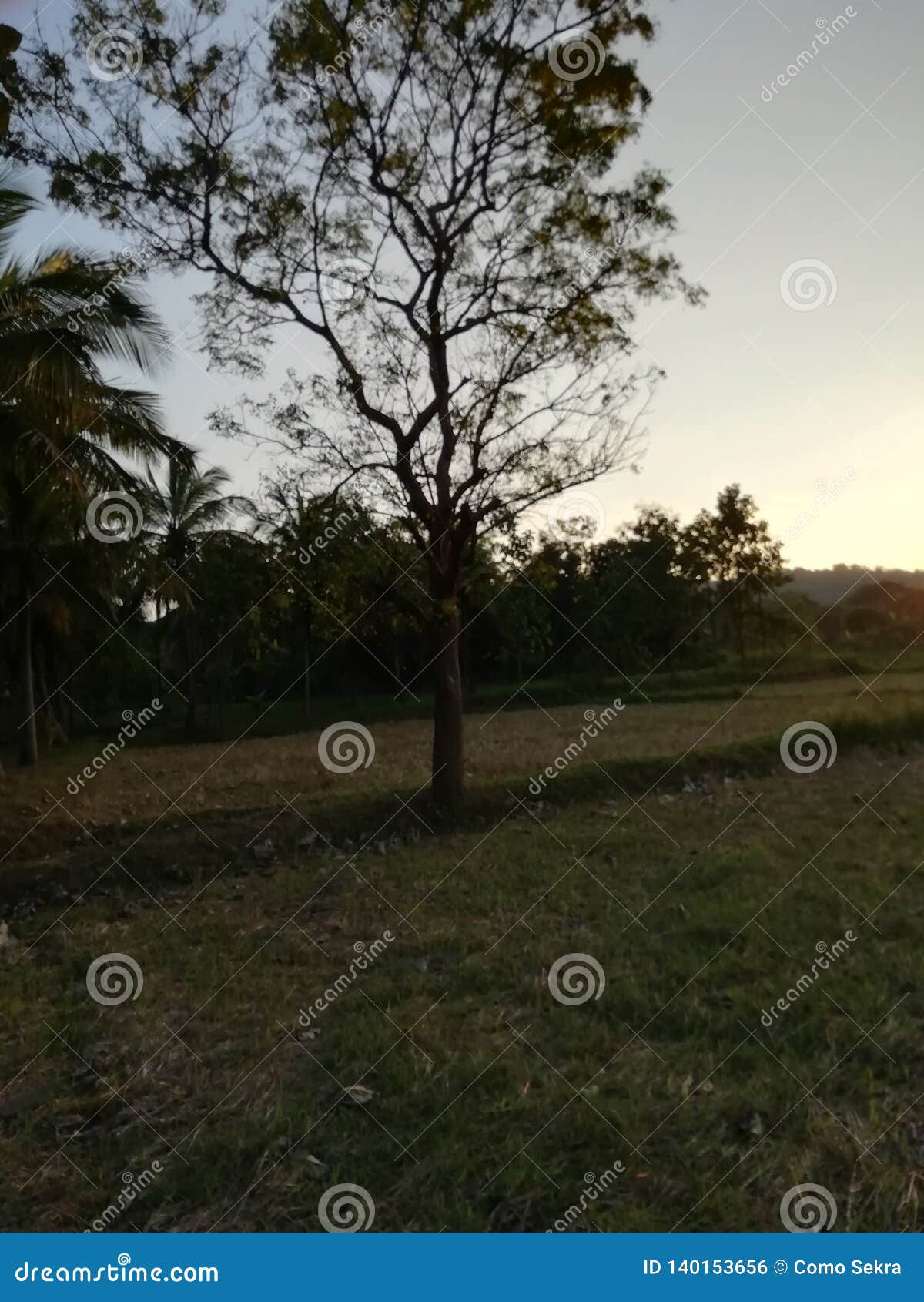 Tree on the paddy field stock photo. Image of evining - 140153656