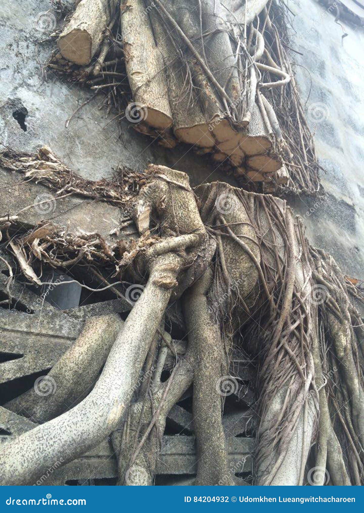 The Tree stock photo. Image of inspiration, river, pain - 84204932