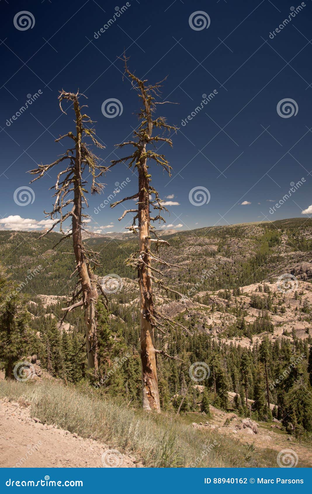 Tree Pair stock photo. Image of california, expanse, vista - 88940162
