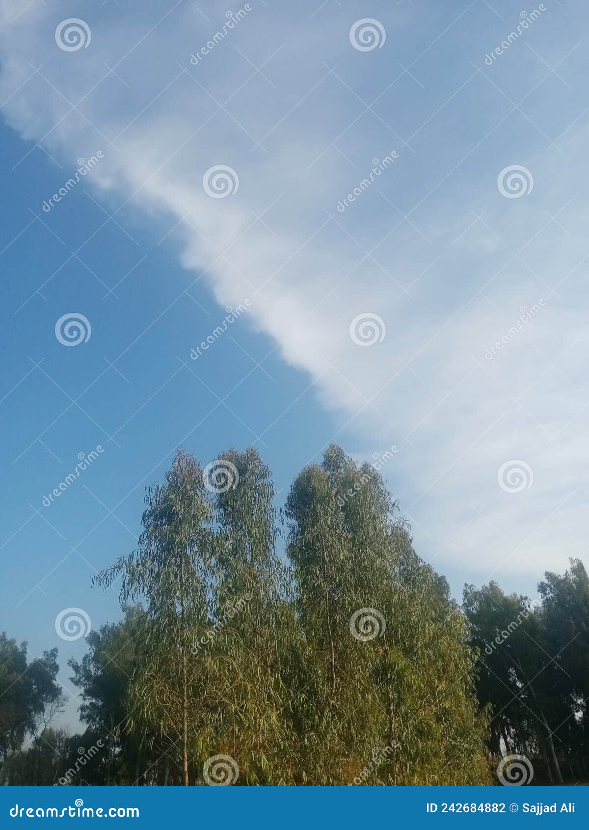 Tree pak panjab sky place stock photo. Image of grassland - 242684882