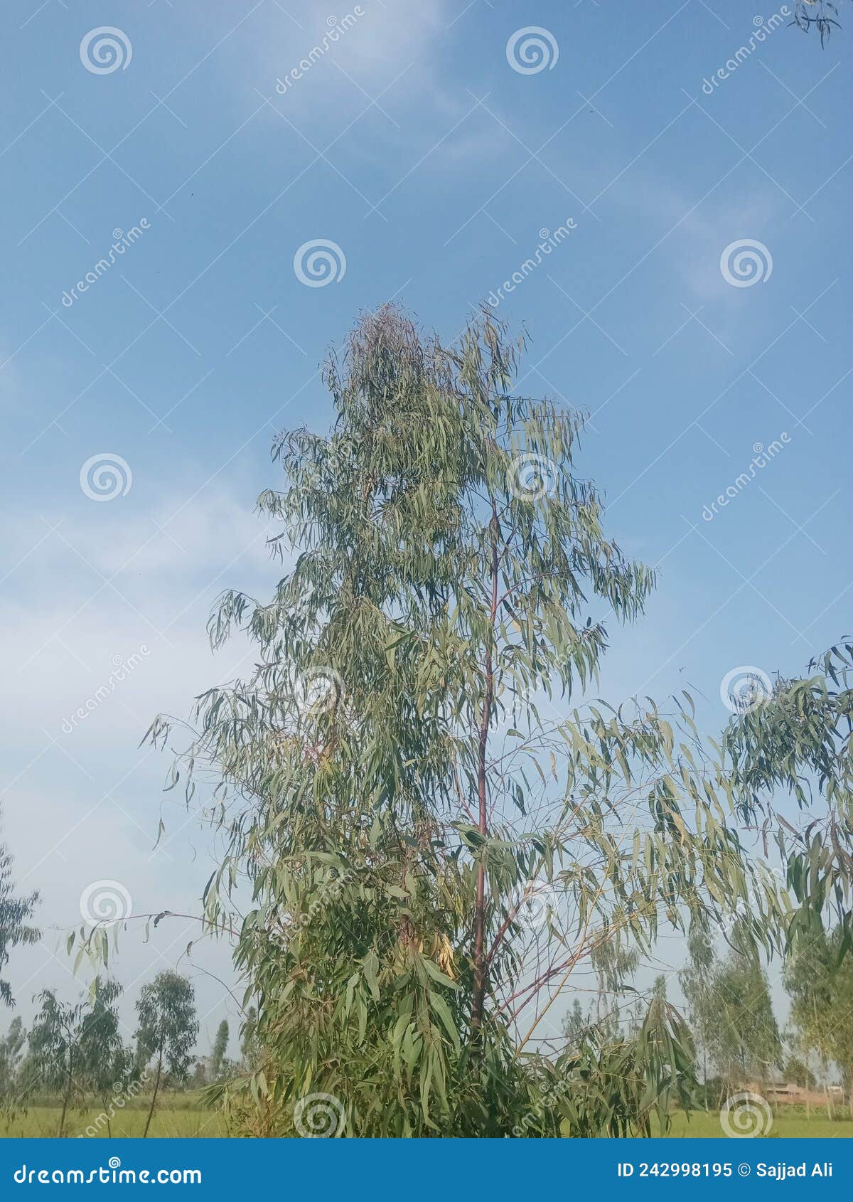 Tree Pakistan Panjab Place Beautiful Stock Image - Image of grass ...