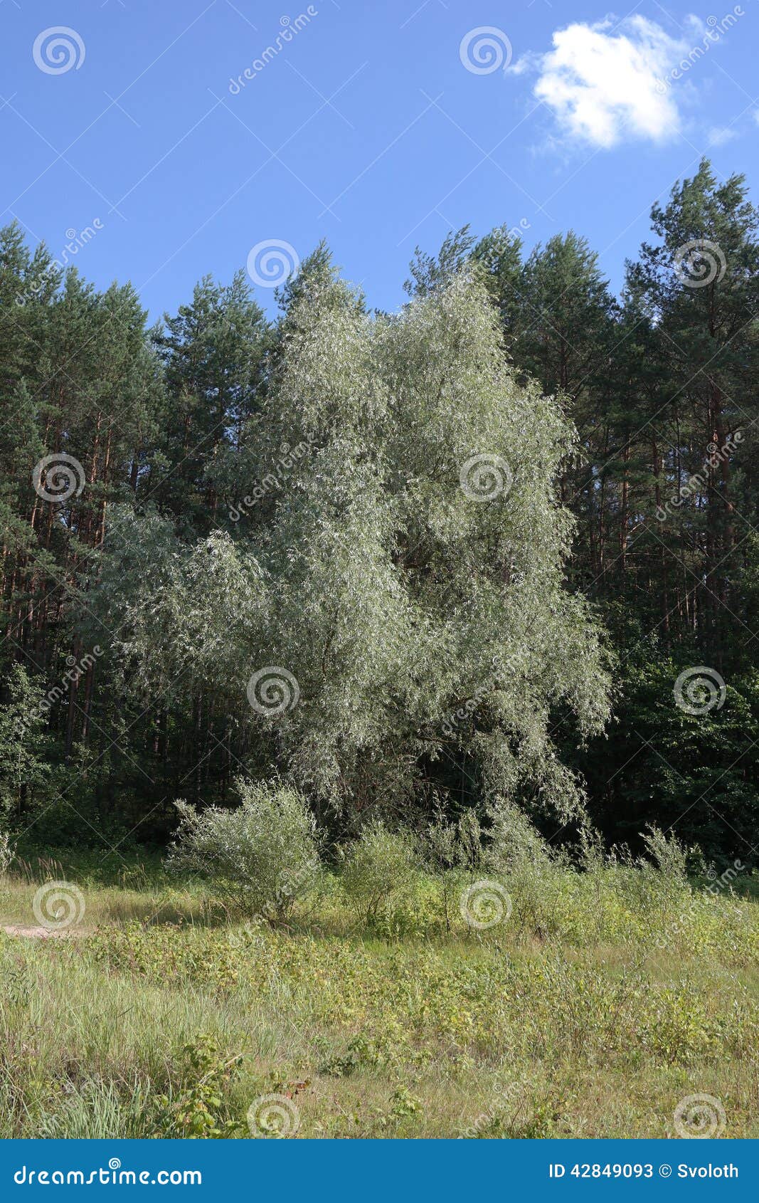 Tree pale green leaves stock image. Image of tree, blue - 42849093