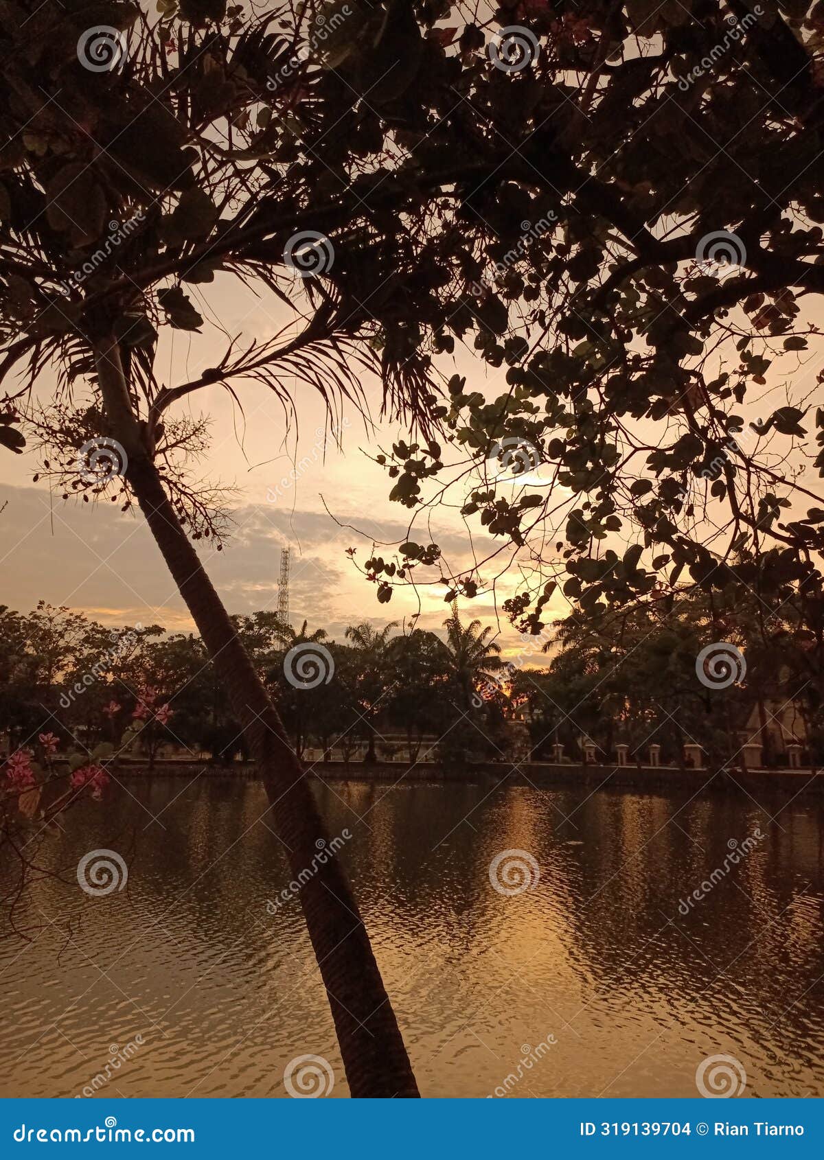 A Tree Palm and Another Trees with Sunset Stock Photo - Image of tree ...