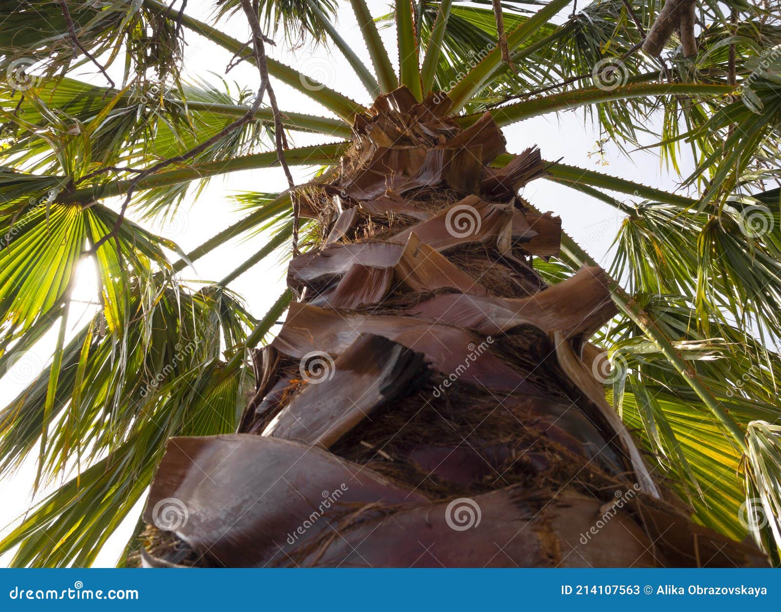 Tree Palm Close Up View from Below on the Texture of the Trunk Stock ...