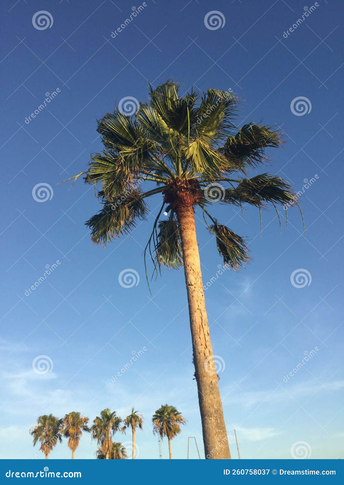 Palm tree stock image. Image of tree, palm, cool - 260758037