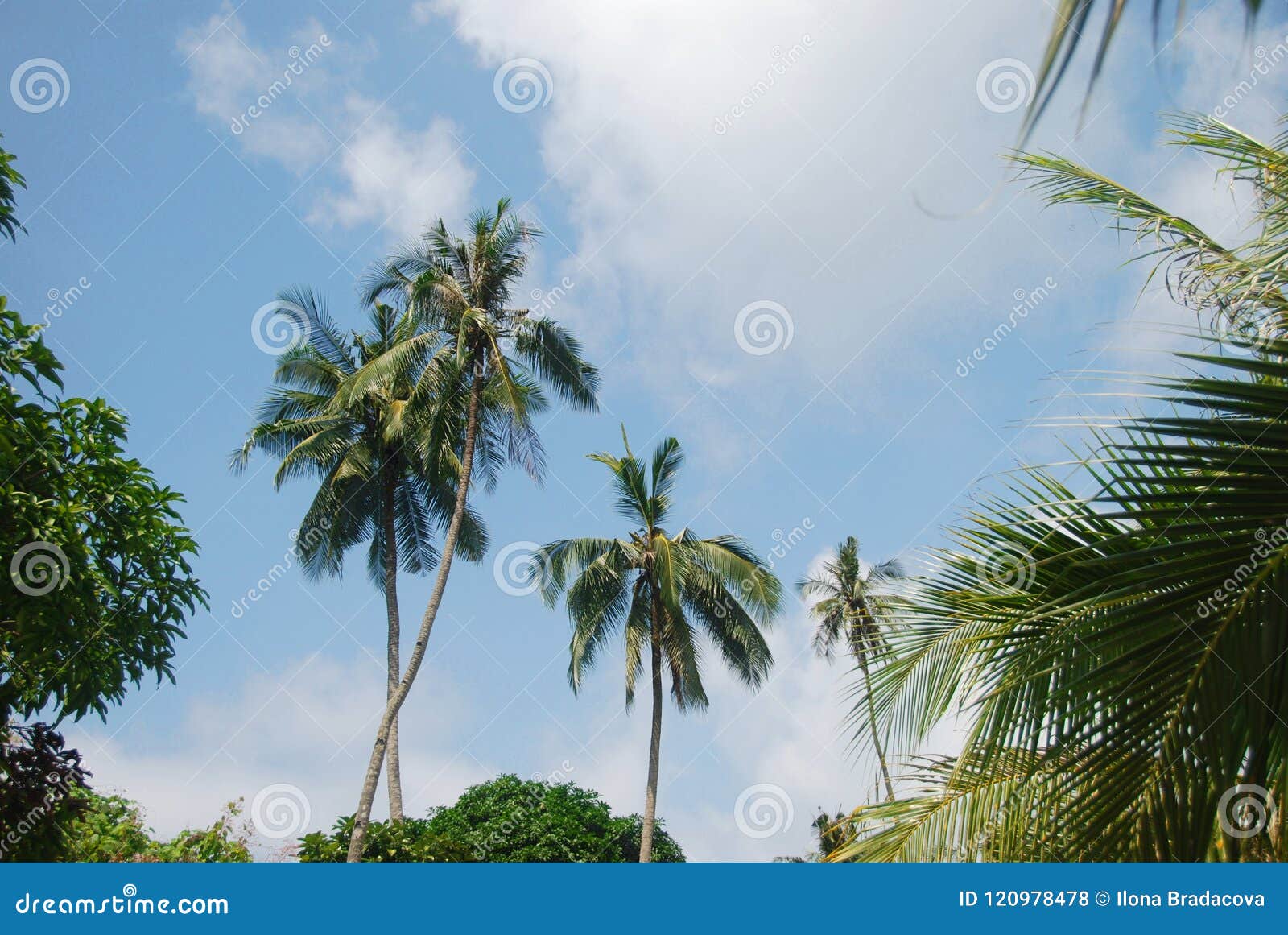 Jungle of Tioman, Malaysia stock photo. Image of foliage - 120978478