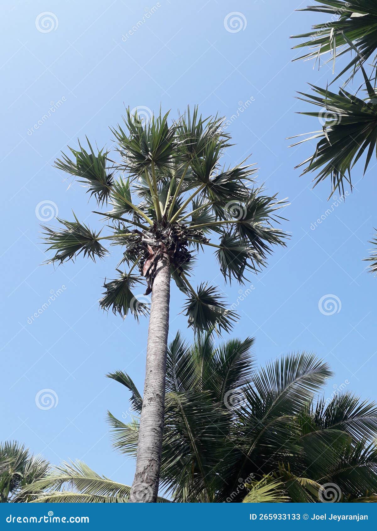 Tree Palmyra Mycick Big Tree ðŸŒ´ Green Leef Stock Image - Image of ...