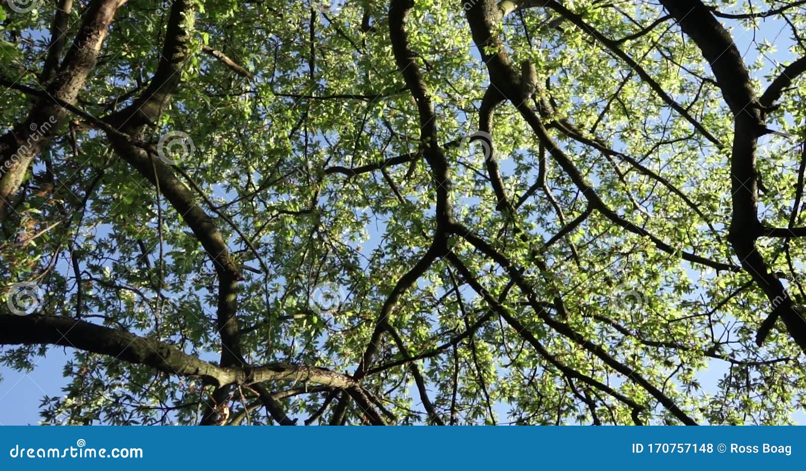 Tree pan down to park stock footage. Video of blue, scotland - 170757148