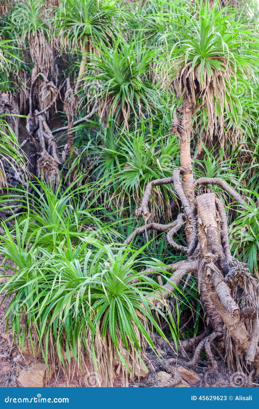 Tree Pandanus in the Natural Environment, India, Closeup Stock Image ...