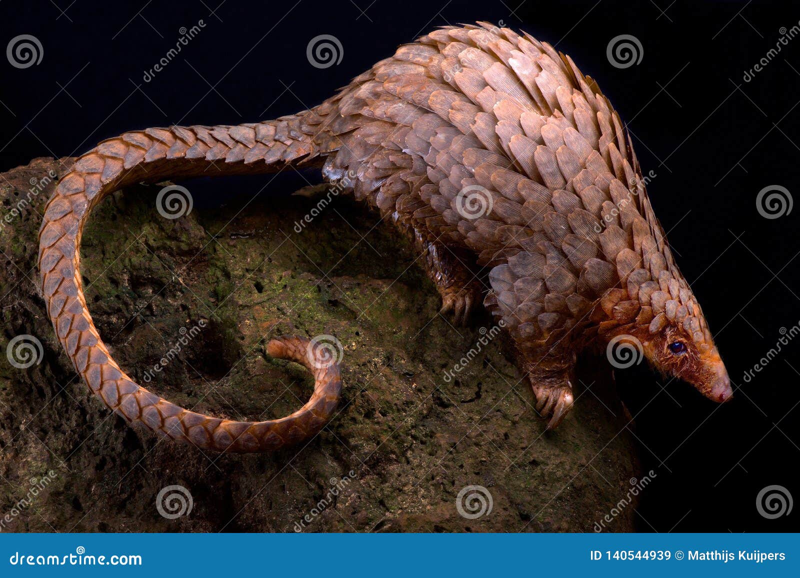 Tree Pangolin Phataginus Tricuspis Royalty-Free Stock Photo ...