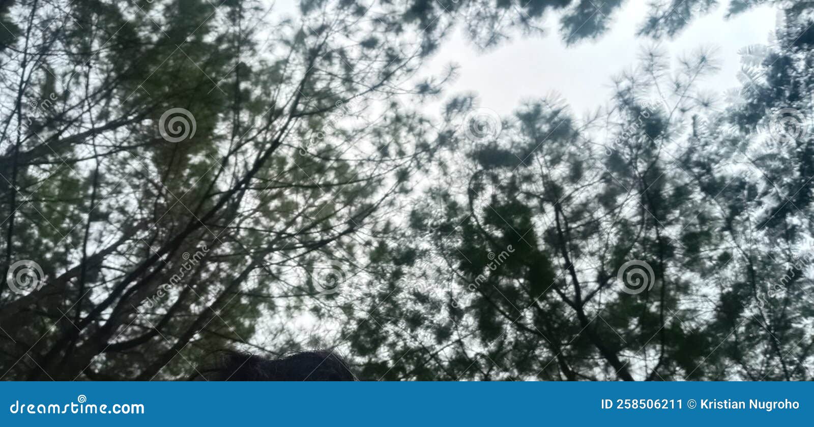 Tree Panorama from Below. Leaves and Branches View with Sun Light Stock ...