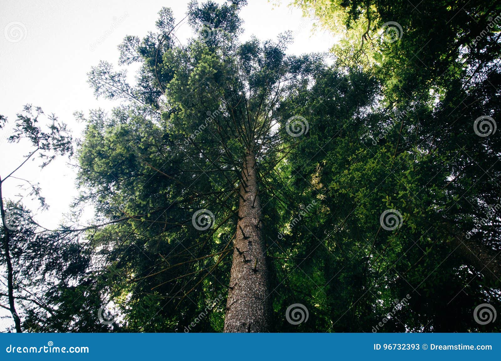 Tree panorama stock image. Image of crown, view, branch - 96732393