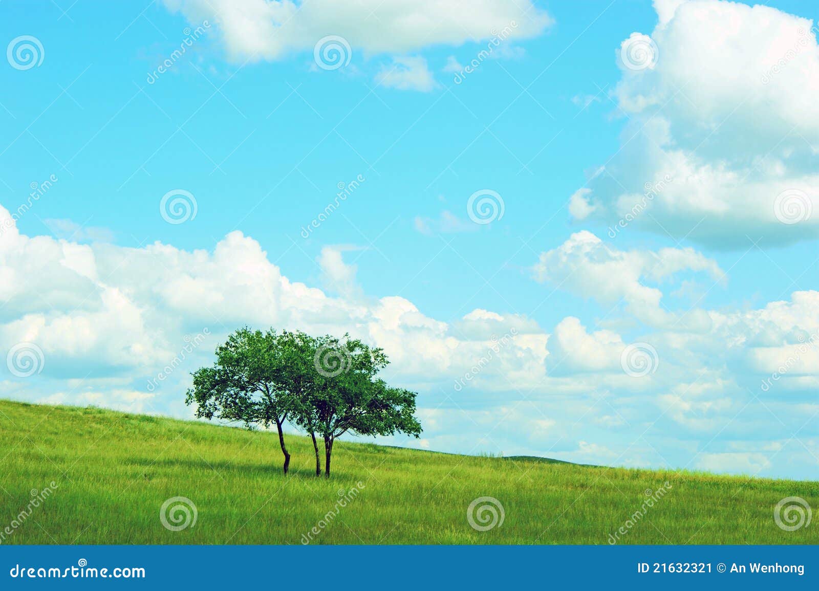 Tree in Panoramic Countryside Stock Image - Image of leaves, isolated ...