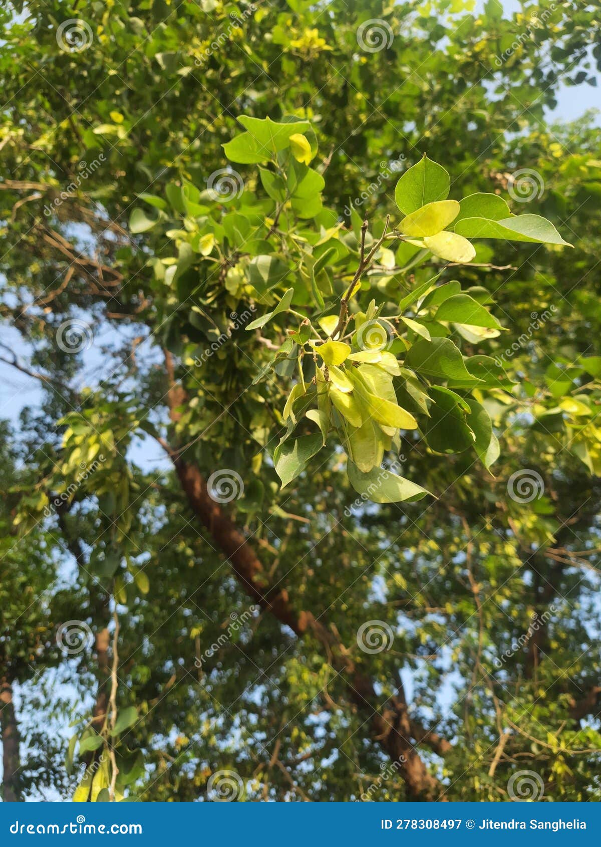 Tree of papri stock image. Image of food, forest, flower - 278308497