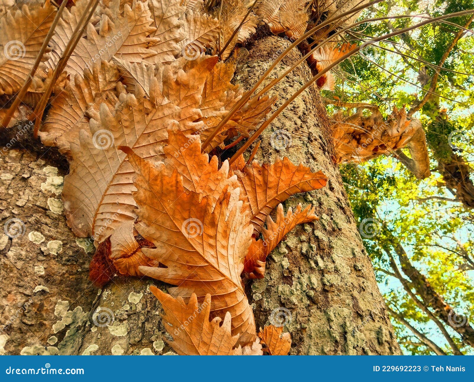 Tree with parasitic stock image. Image of beautiful - 229692223