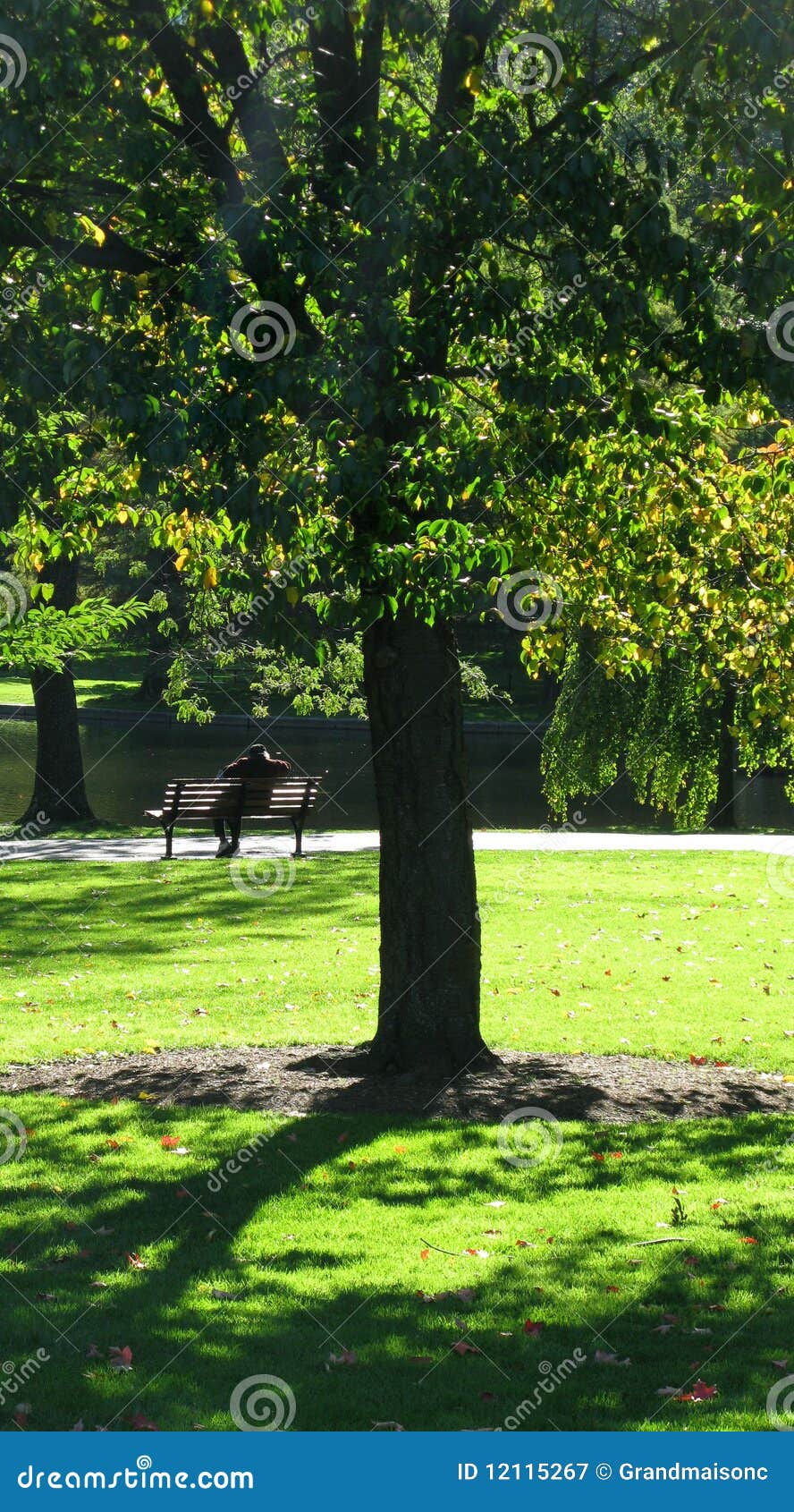 Tree in park stock image. Image of sunlit, backlit, golden - 12115267