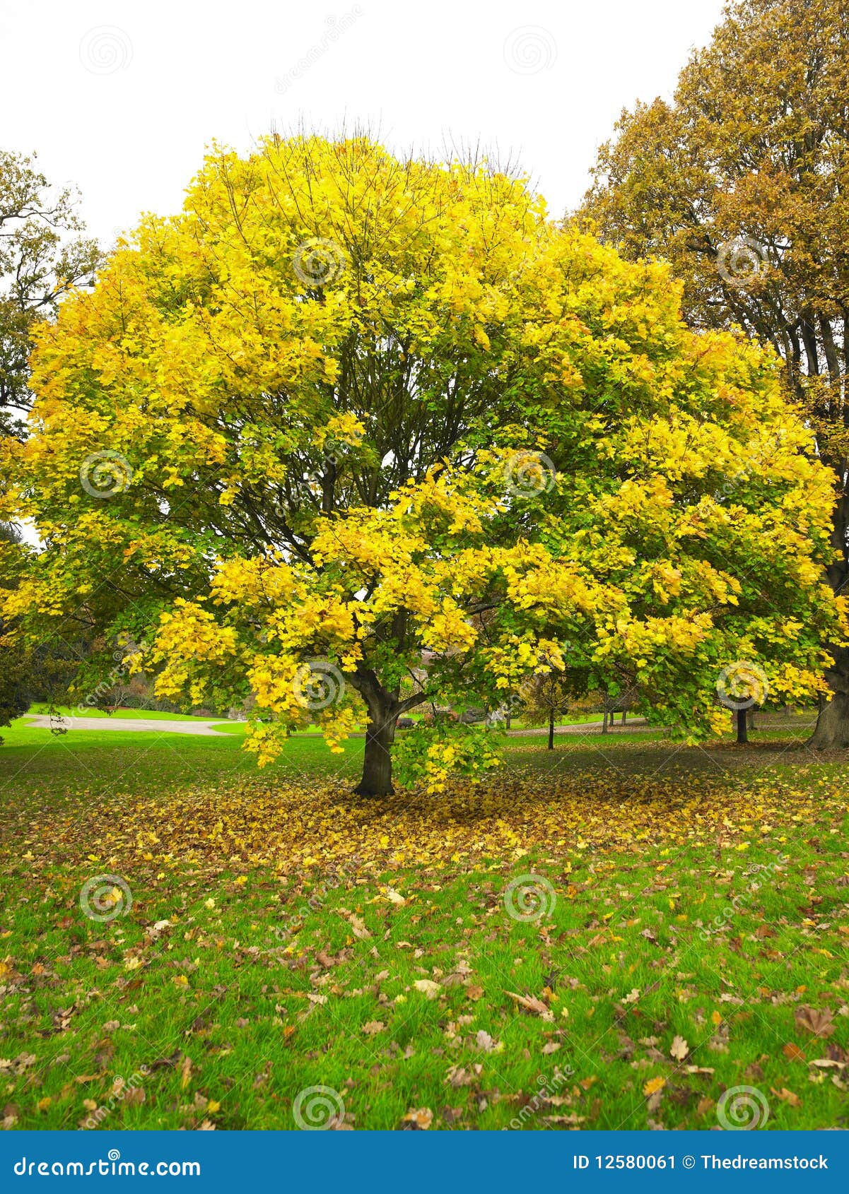 Tree in the Park stock image. Image of green, forest - 12580061