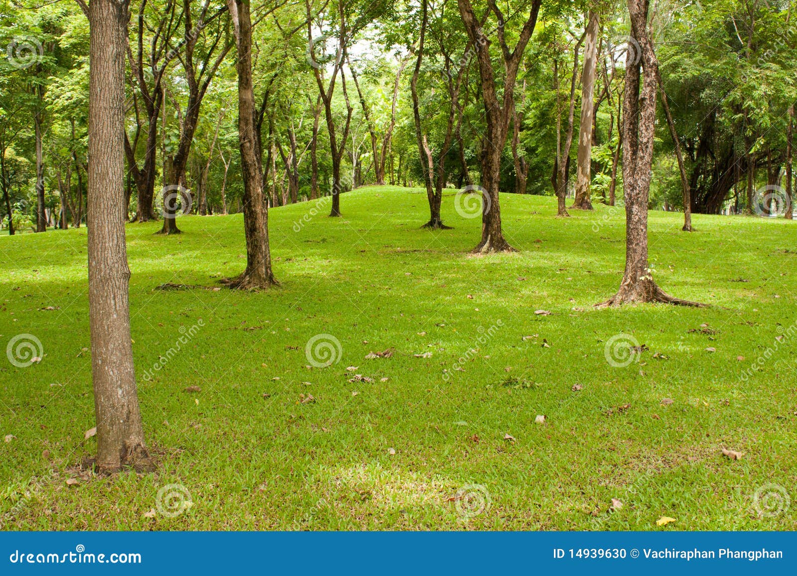 Tree in the park stock photo. Image of brick, grass, nature - 14939630