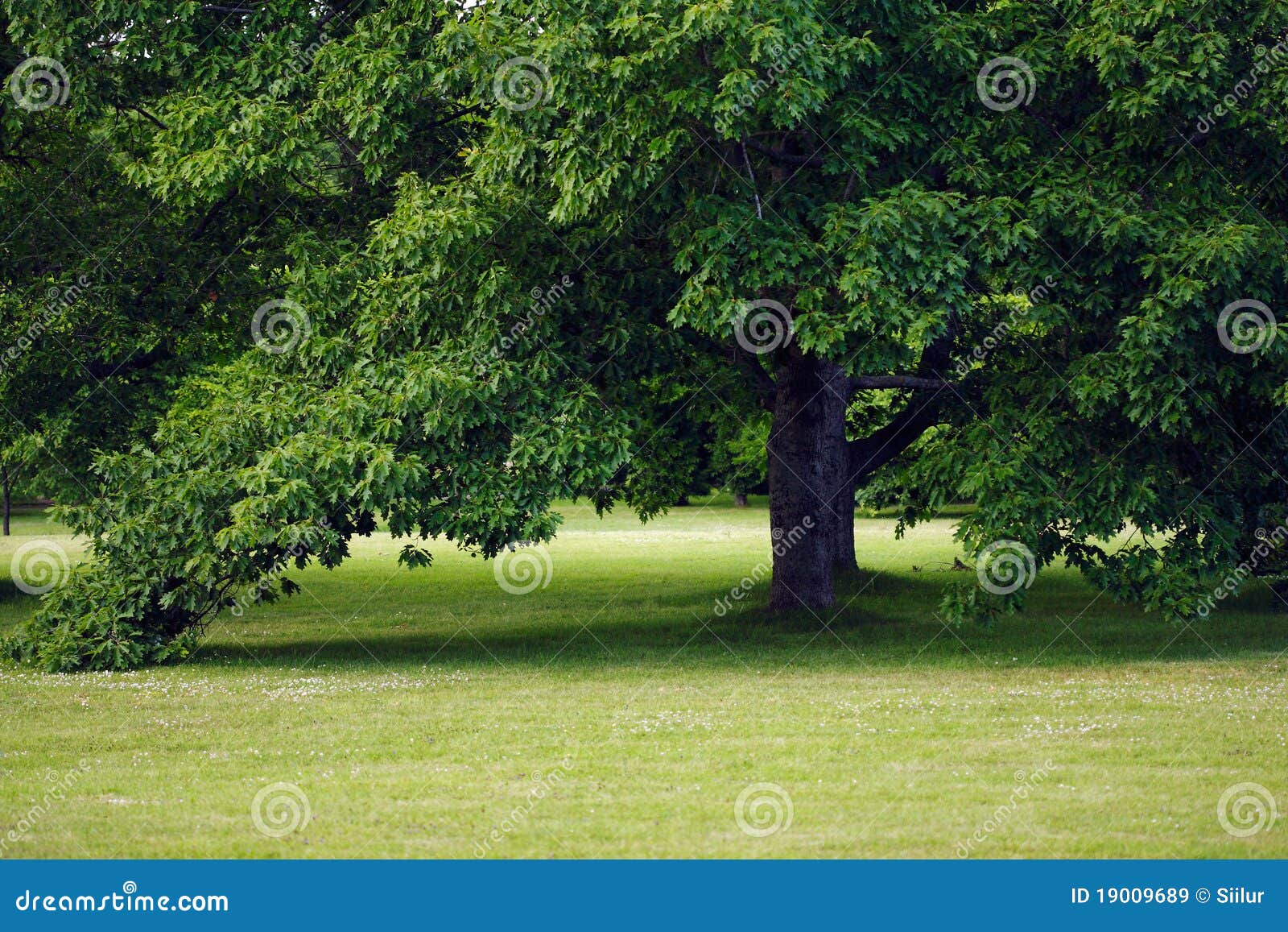 Tree in park stock image. Image of rural, landscape, grassland - 19009689