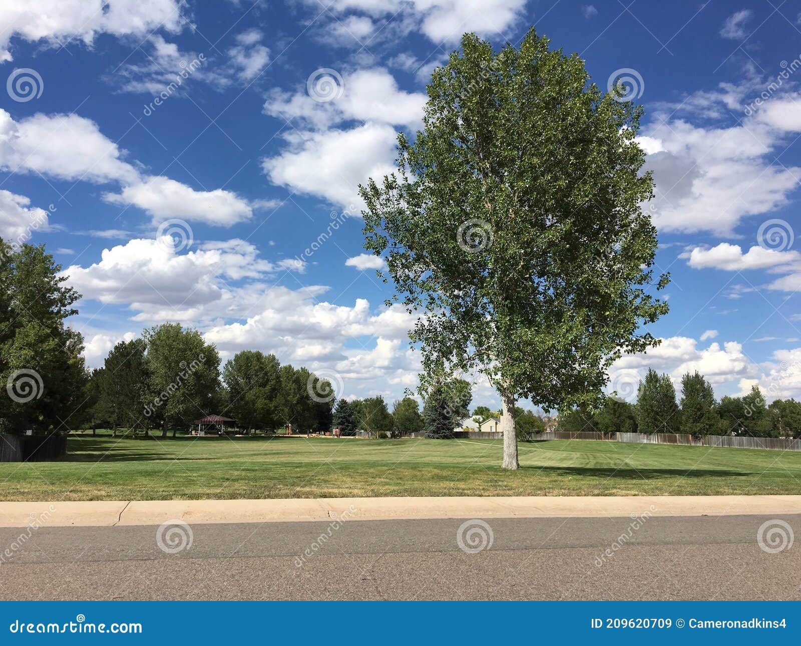 Tree at the Park stock image. Image of park, nature - 209620709