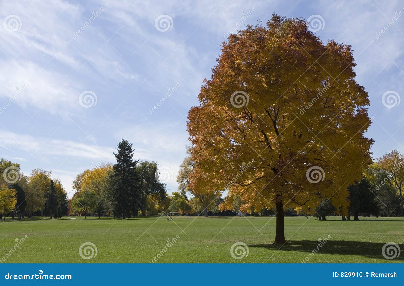Tree in a Park stock photo. Image of green, city, colors - 829910