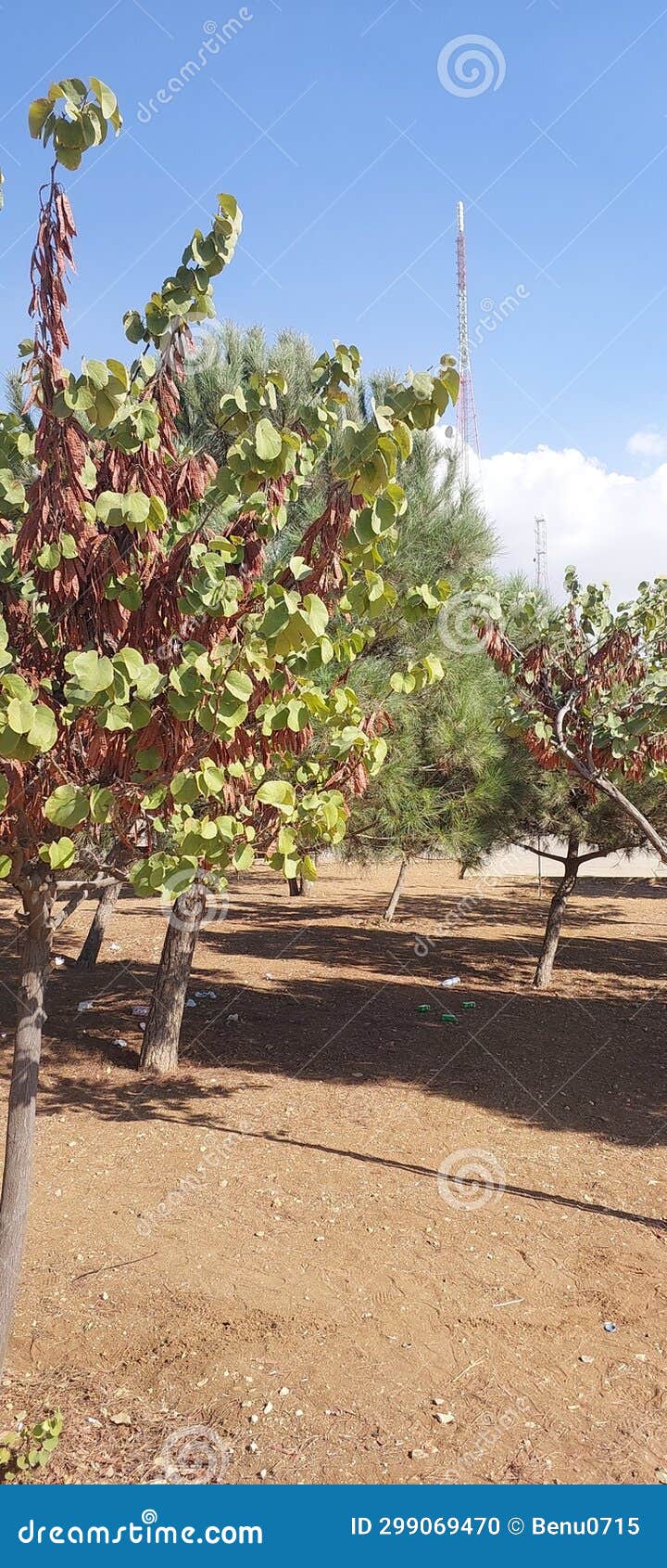 Tree park amman shadow stock photo. Image of plant, produce - 299069470
