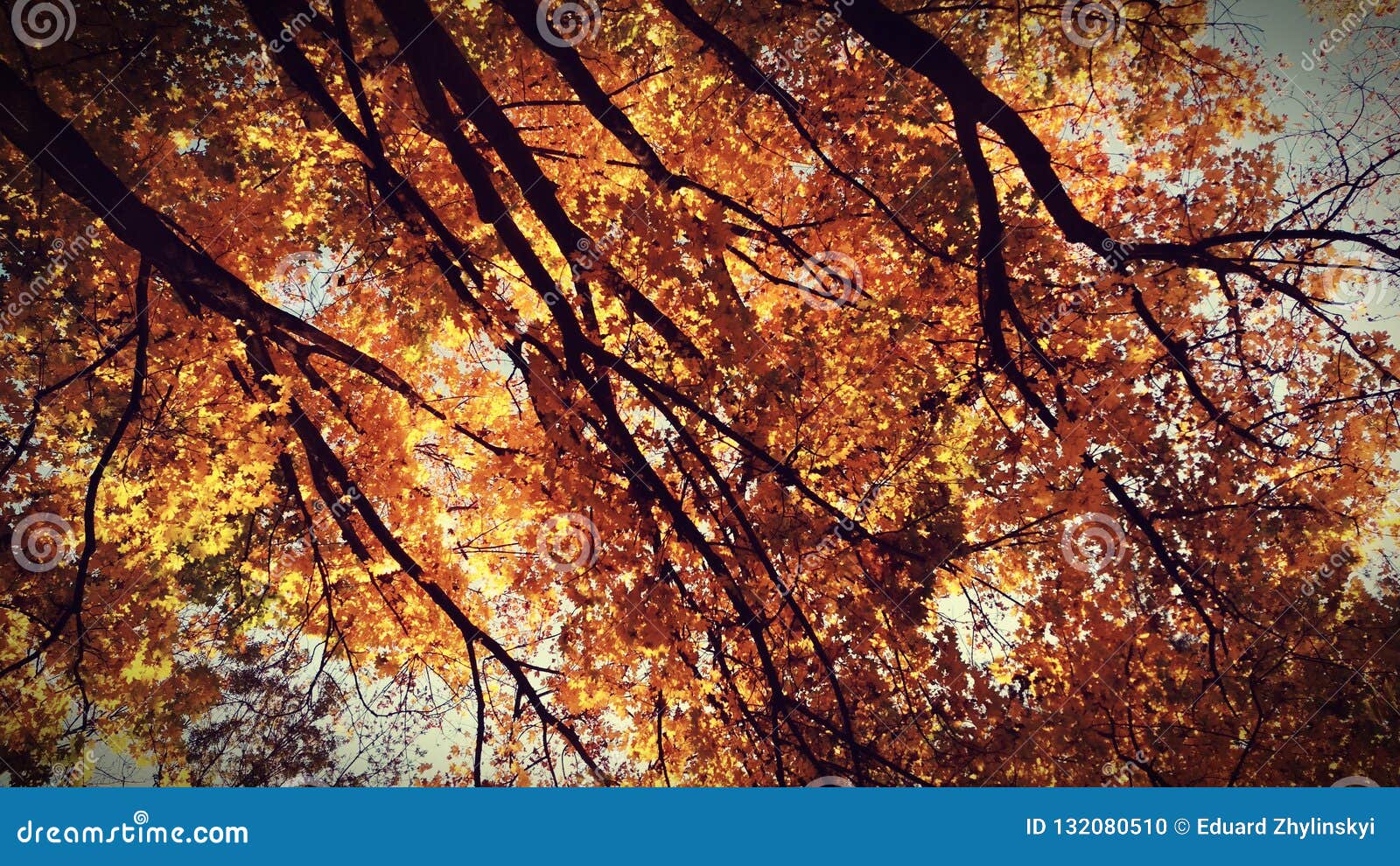 Autmn stock photo. Image of park, autmn, leaves, nature - 132080510