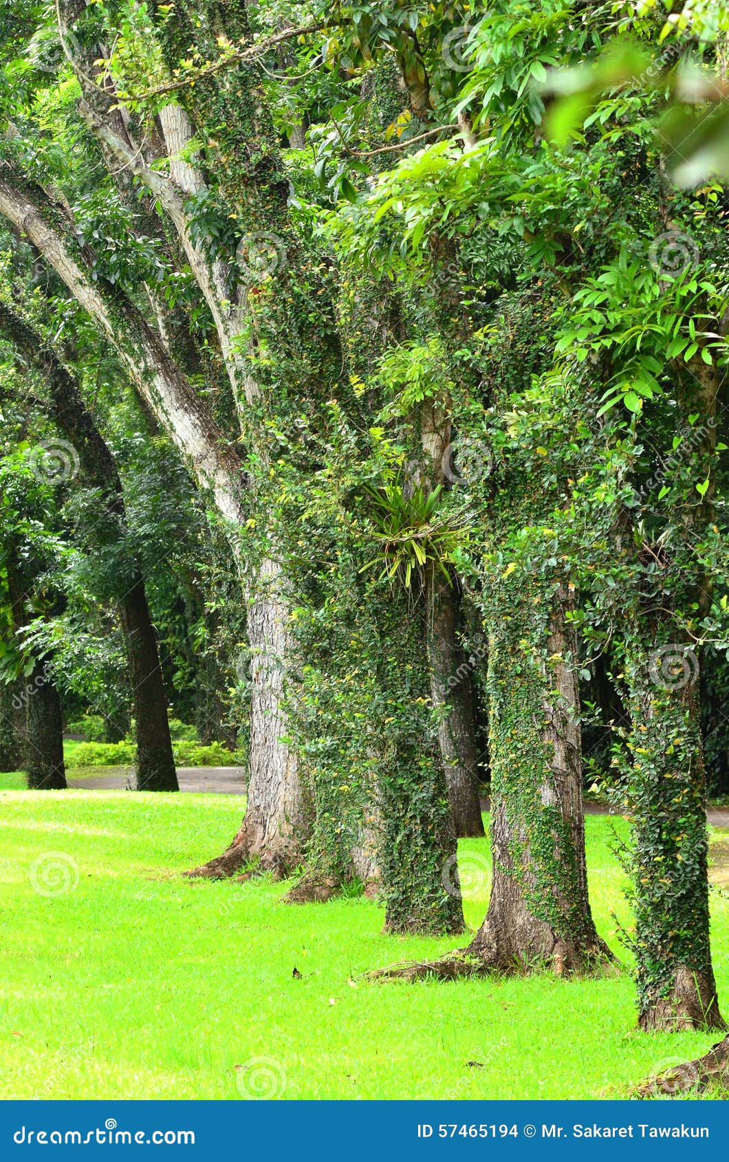 Tree in park stock photo. Image of summer, evening, luscious - 57465194