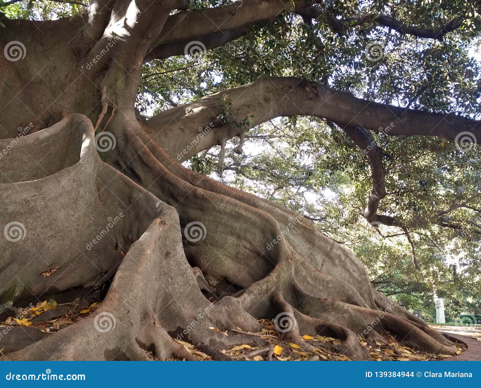 The tree in the park stock photo. Image of park, city - 139384944