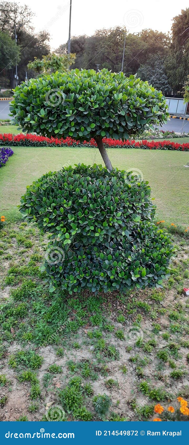 Tree park gardan stock photo. Image of leaf, liac, nature - 214549872