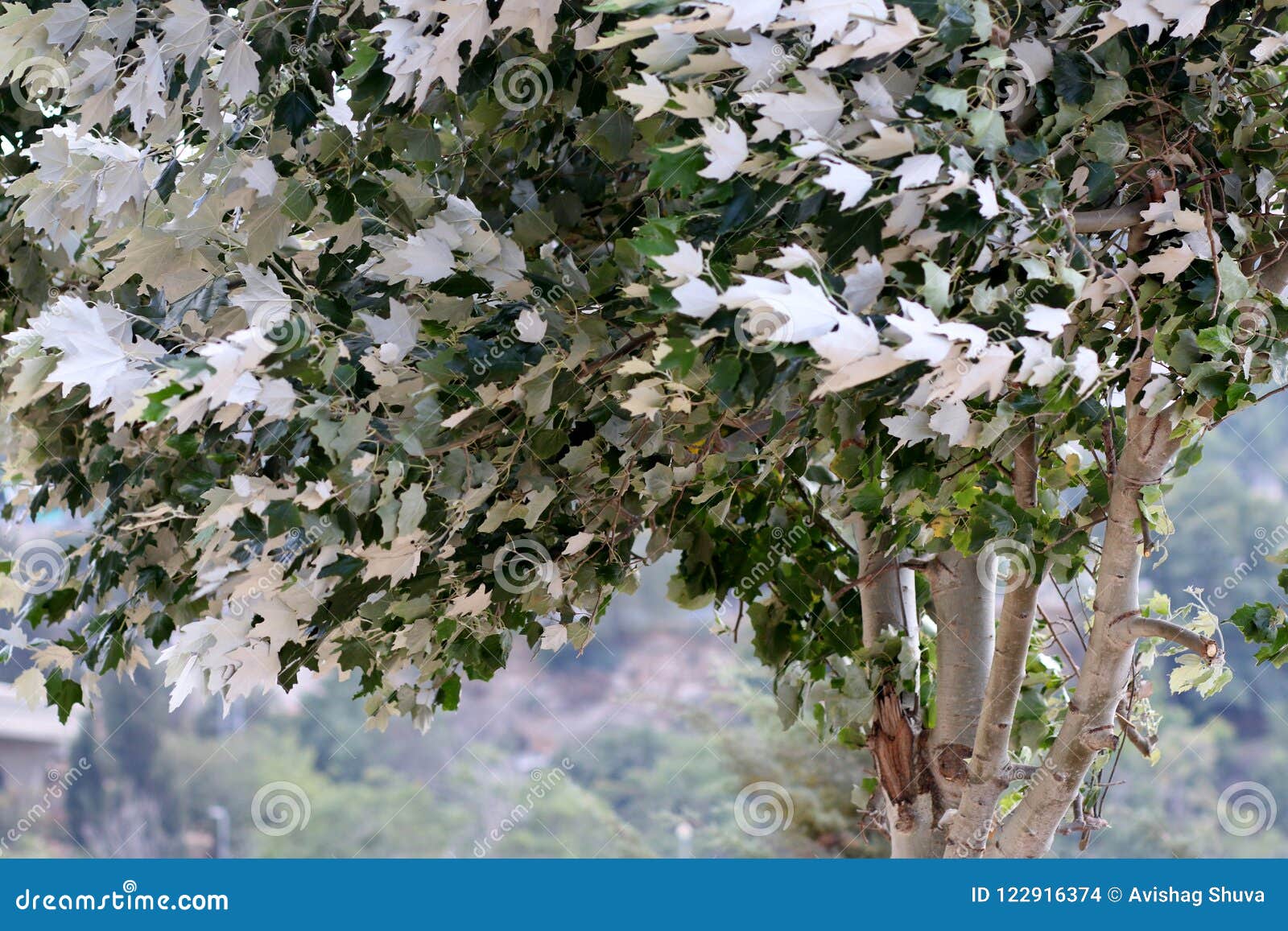 A Tree in the Park, His Leaves Flutter in the Wind Stock Photo - Image ...