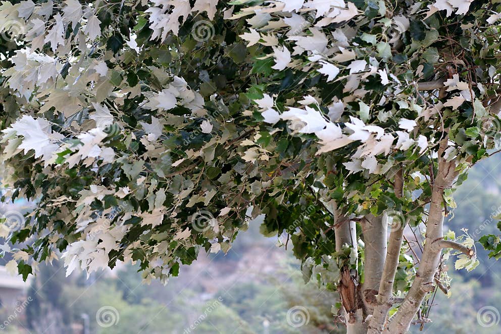 A Tree in the Park, His Leaves Flutter in the Wind Stock Photo - Image ...