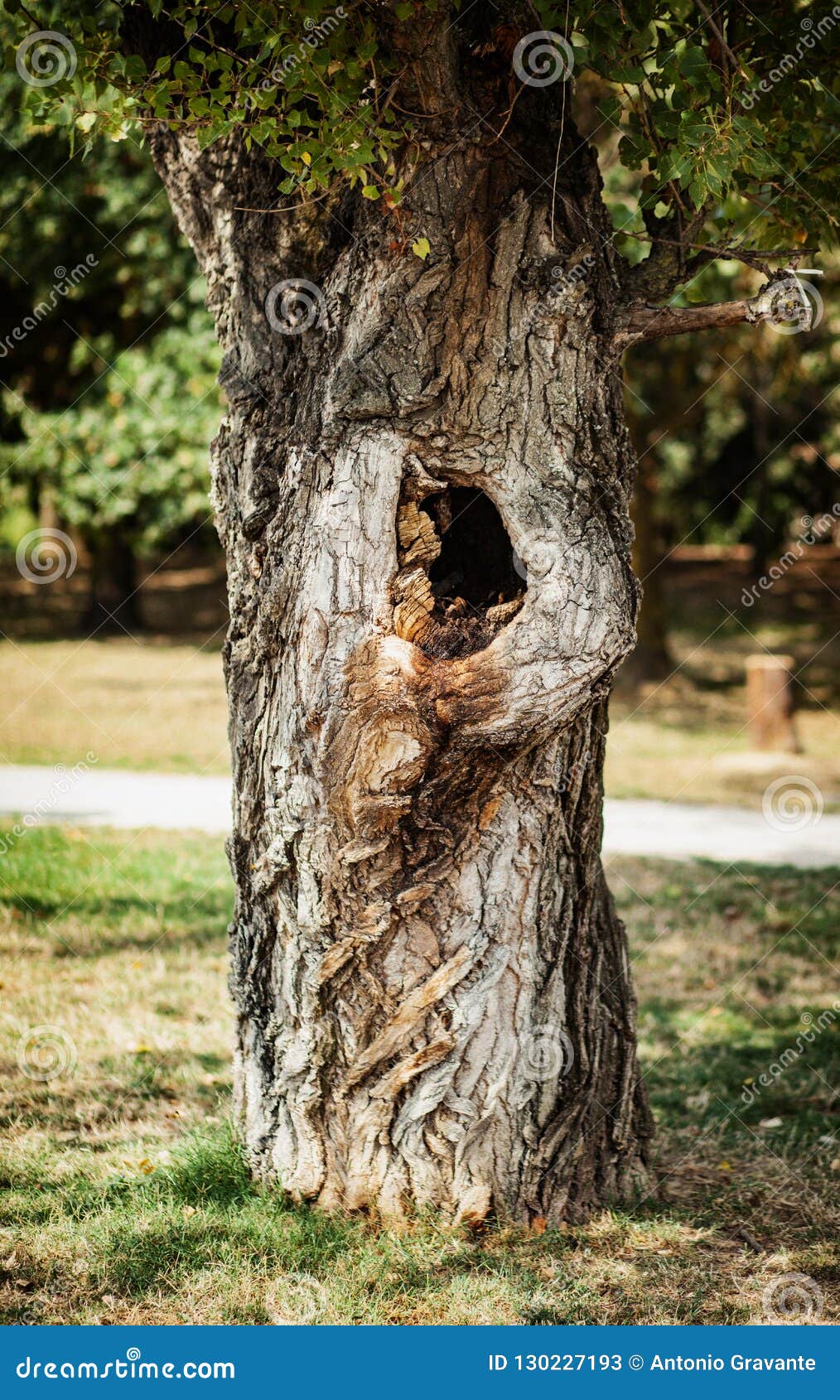 Mousehole Tree, Myoporum Laetum From New Zealand Stock Image ...