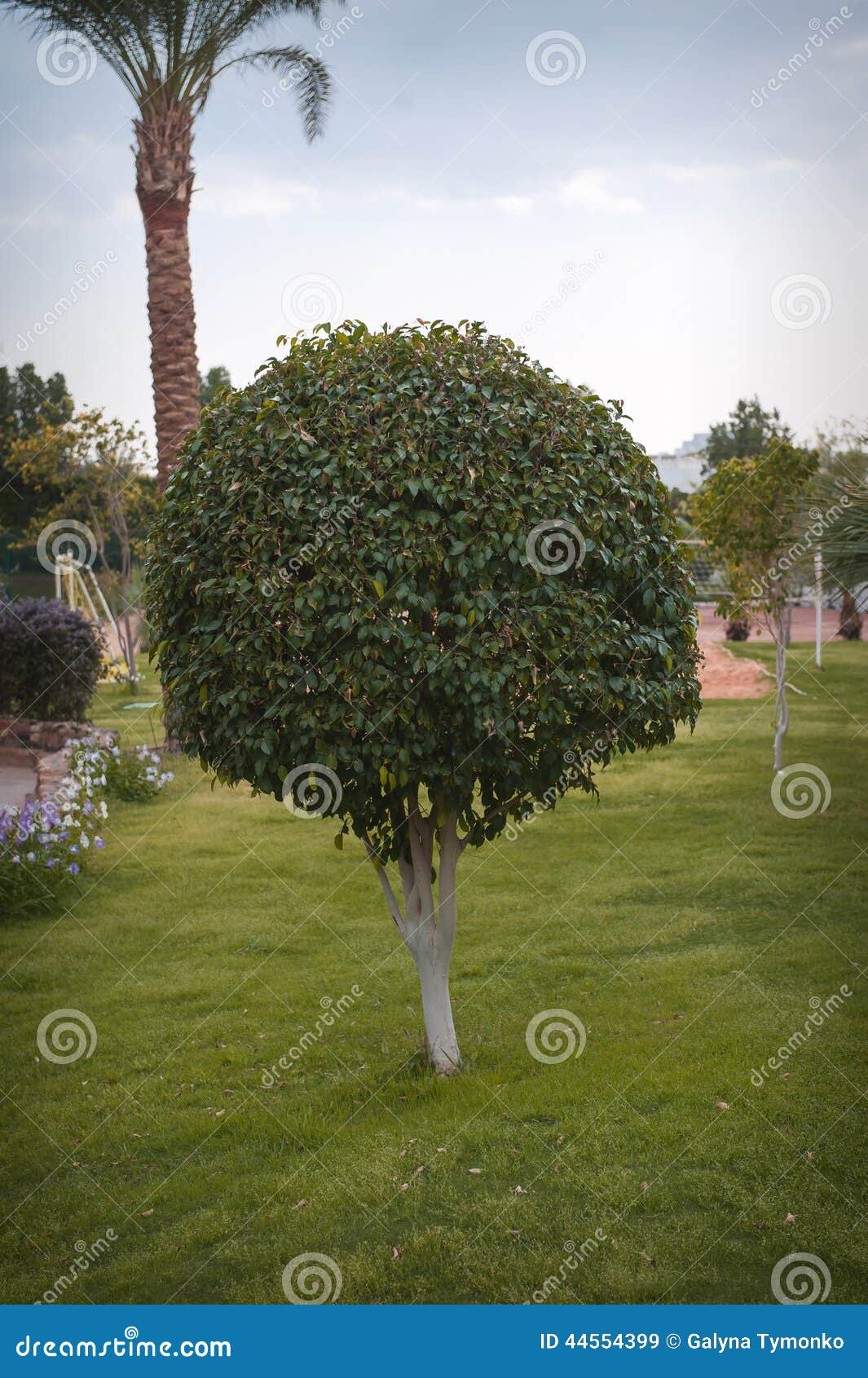 Tree in the park stock image. Image of blue, color, outdoor - 44554399
