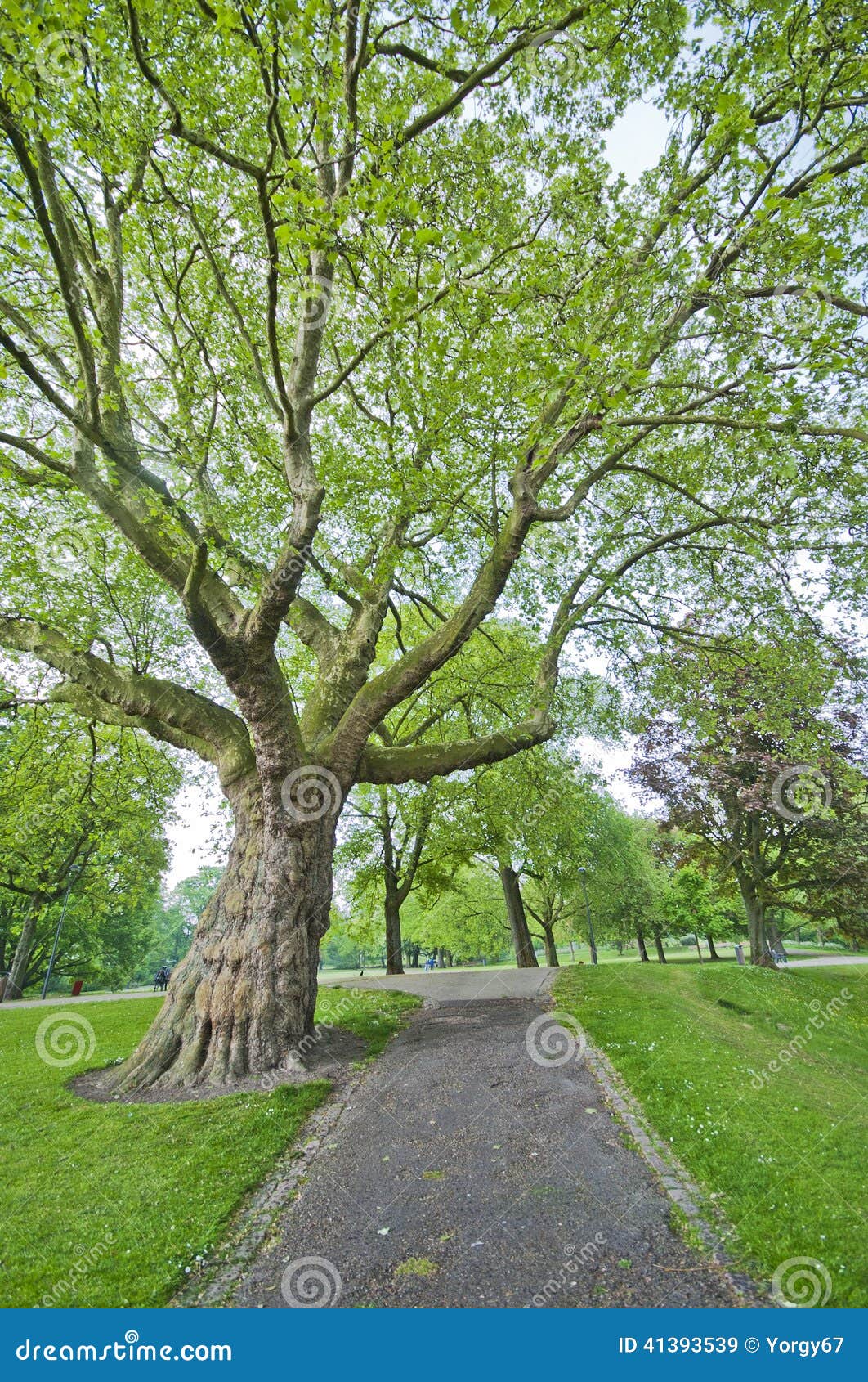 Tree in the Park stock image. Image of walk, green, path - 41393539