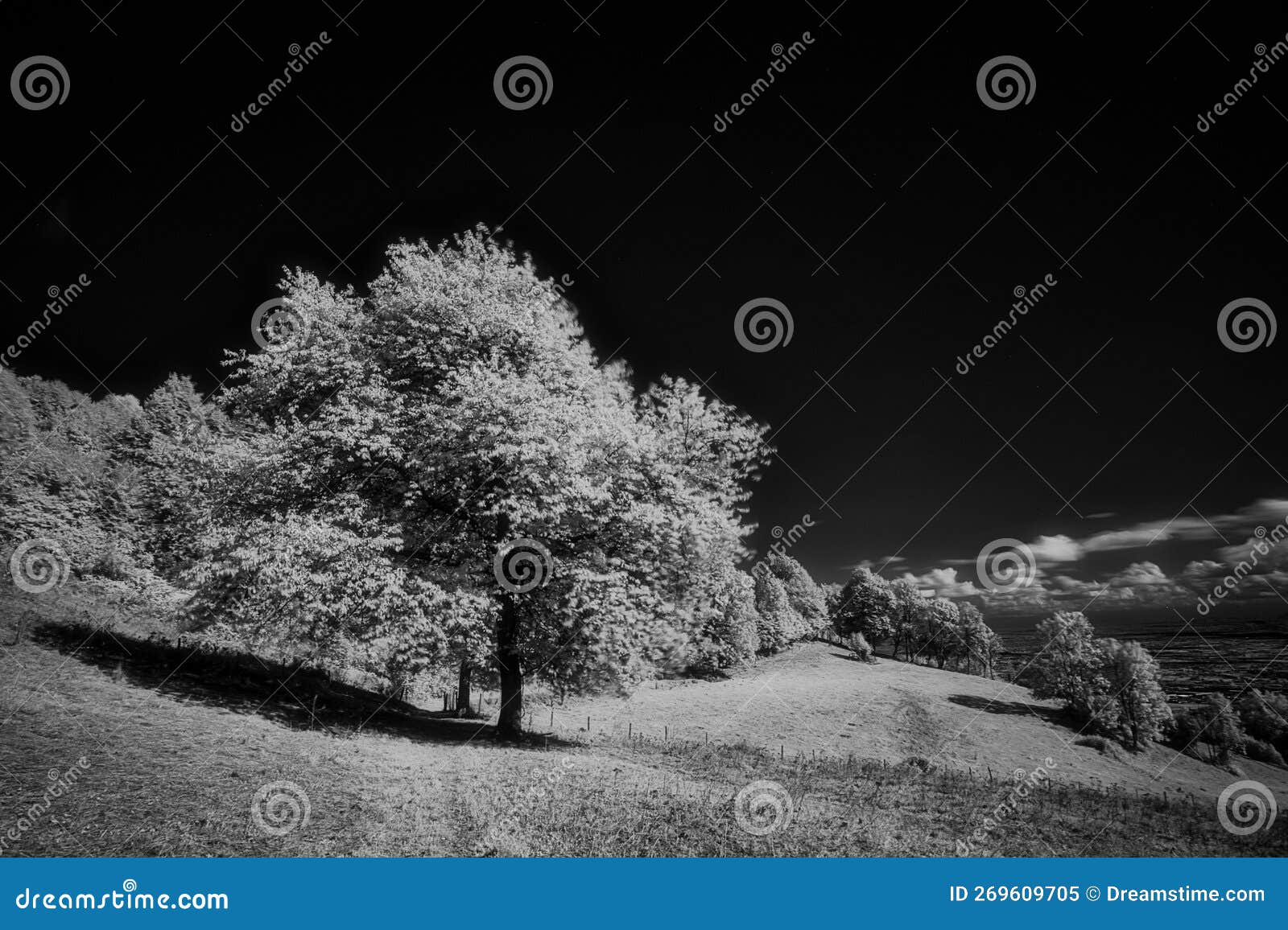 Tree in the Park in Infrared Photography Stock Image - Image of ...