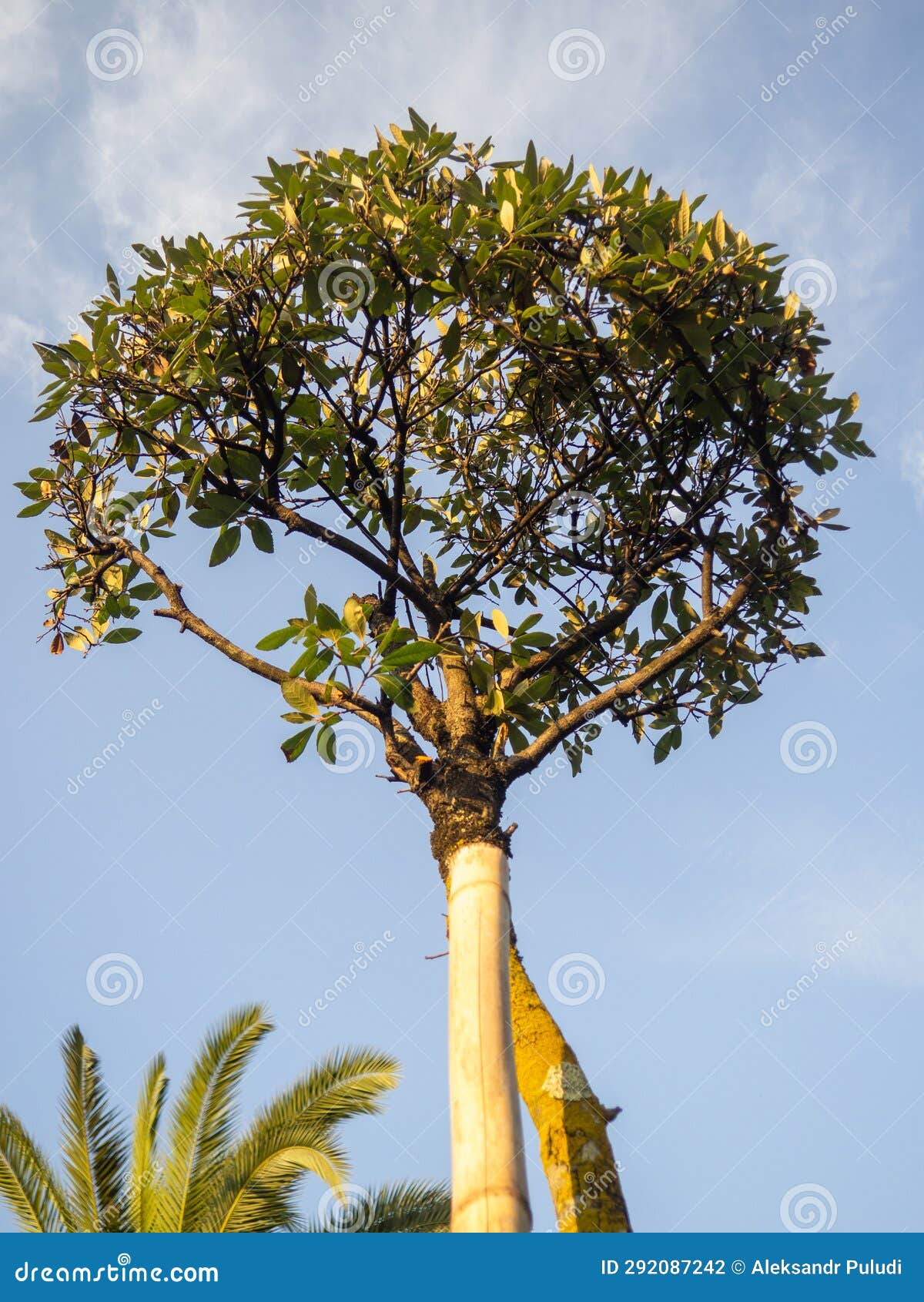 A Tree in the Park with a Spherical Crown. Small Tree. Planting Bushes ...